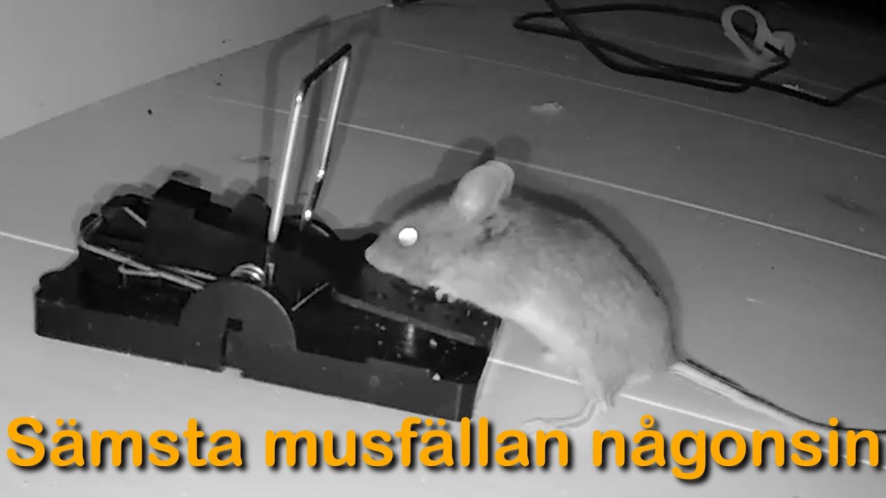 Sämsta musfällan någonsin (Worst mouse trap ever) - YouTube