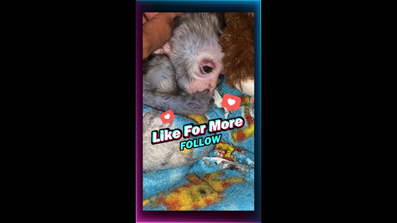 Baby monkey Sentinel getting groomed before bed - YouTube