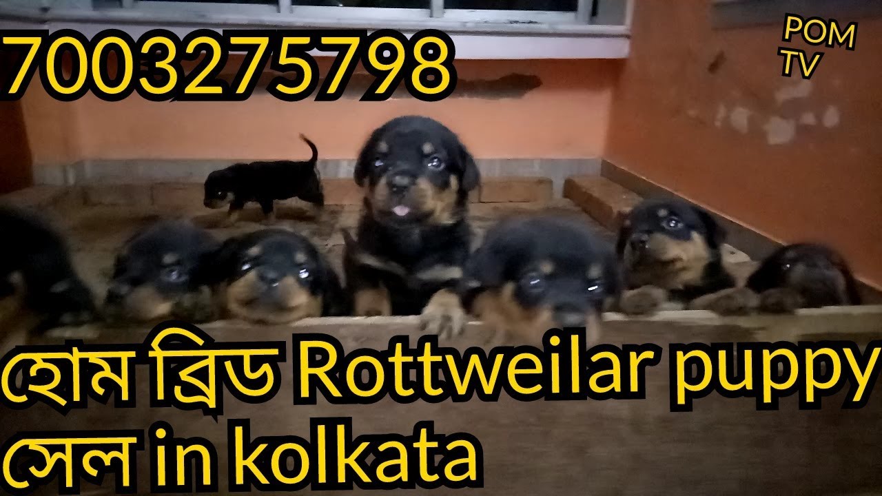 Best quality || rottweiler puppy || sale in kolkata(pure home breed)pom ...