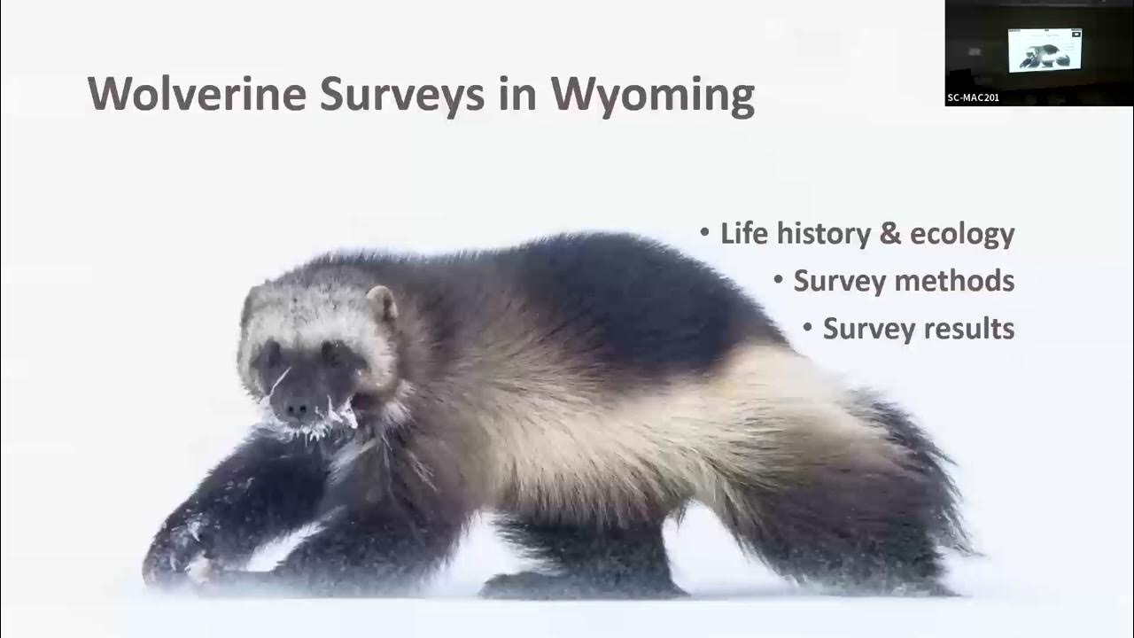 Science Museum Spring Lecture Series: Wolverine Surveys in Wyoming ...