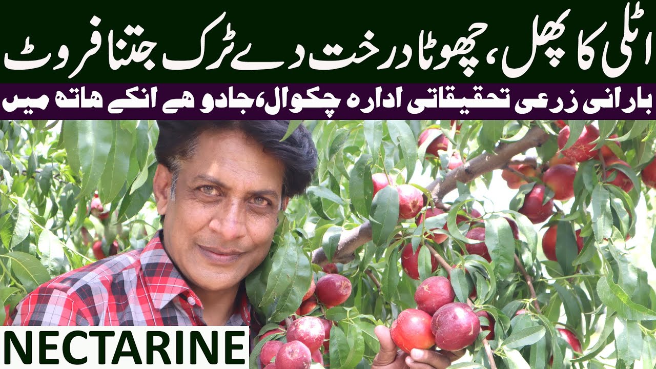 BIG Scope of NECTARINE Farming in Punjab | Best FRUITS of the WORLD in ...