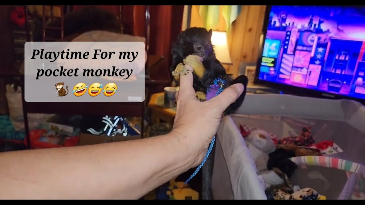 Monkey Jumping: Playtime For my pocket monkey 🐒 🤣😅😂 - YouTube