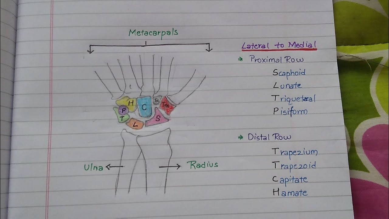 Learn Anatomy of Carpal Bones with easy to remember Mnemonics - YouTube