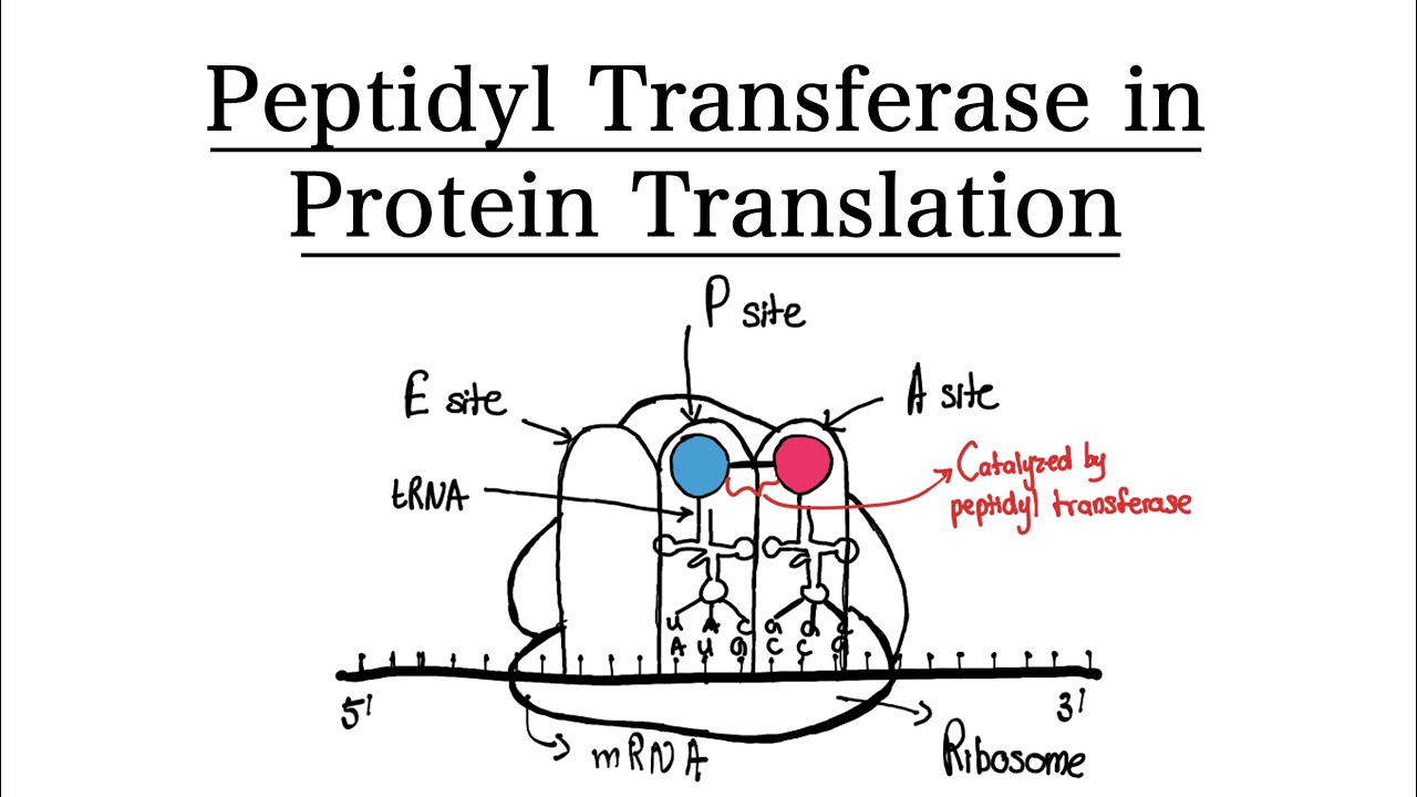 Peptidyl Transferase in Protein Translation? | MCAT BIOCHEMISTRY - YouTube