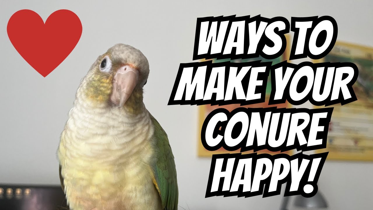 Tips To Make Your Green Cheek Conure Happy | TheParrotTeacher - YouTube
