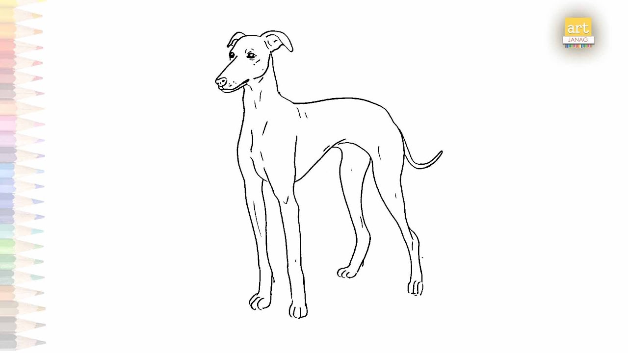 Whippet dog drawing easy | Art tutorial | How to draw Whippet dog step ...