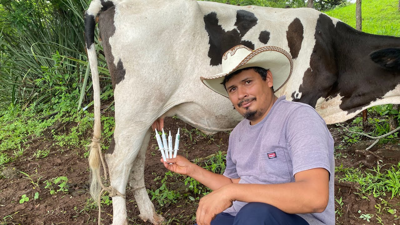 aplicando inyección para secar leche🥛 de vaca 🐄 🇸🇻 - YouTube