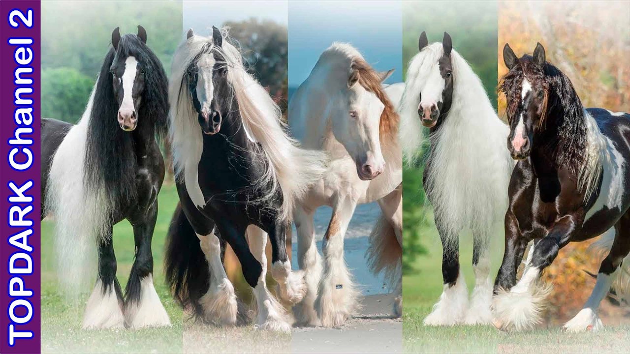 10 Razas de Caballos Extraños y Hermosos - YouTube