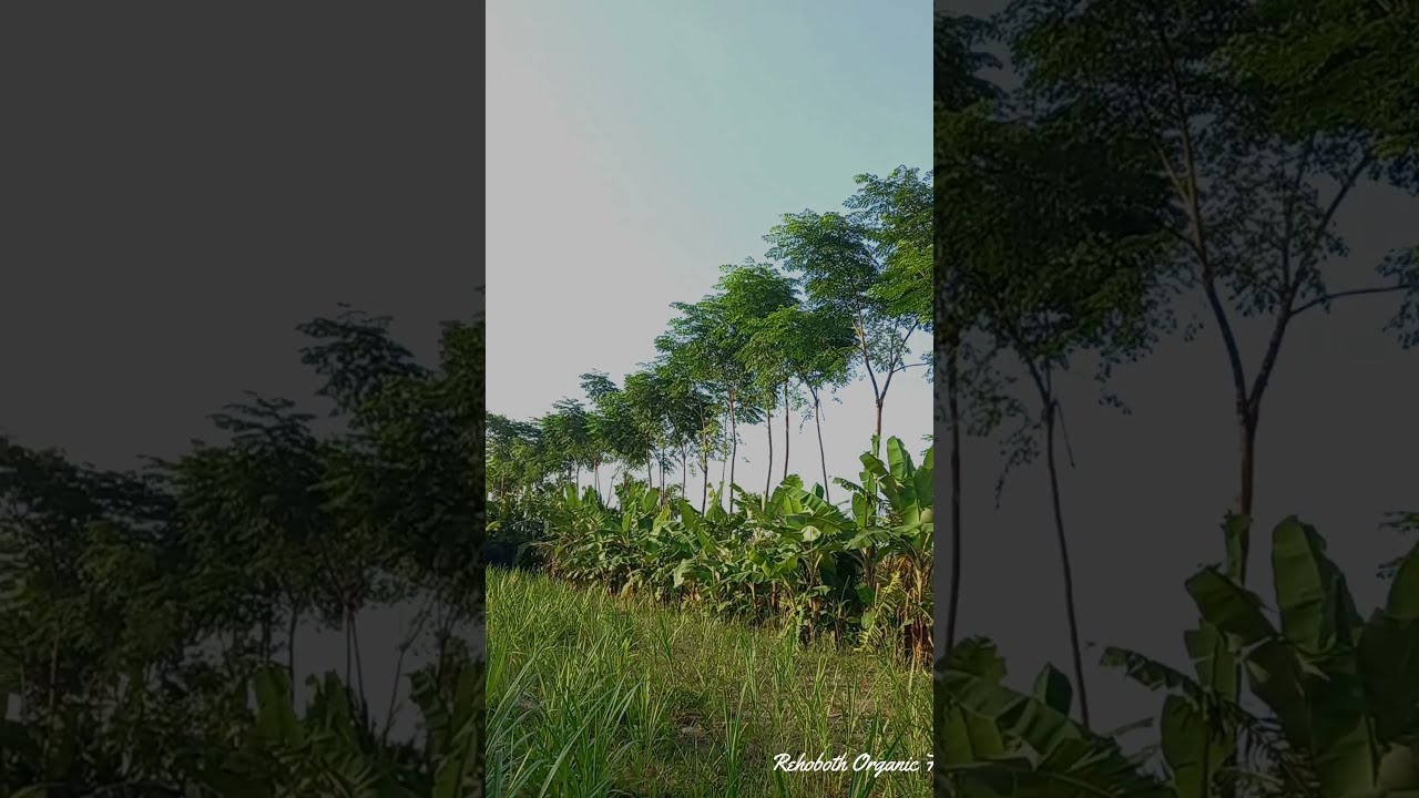 Malai Vembu / Malai Dubia Trees after 3 years of planting - YouTube