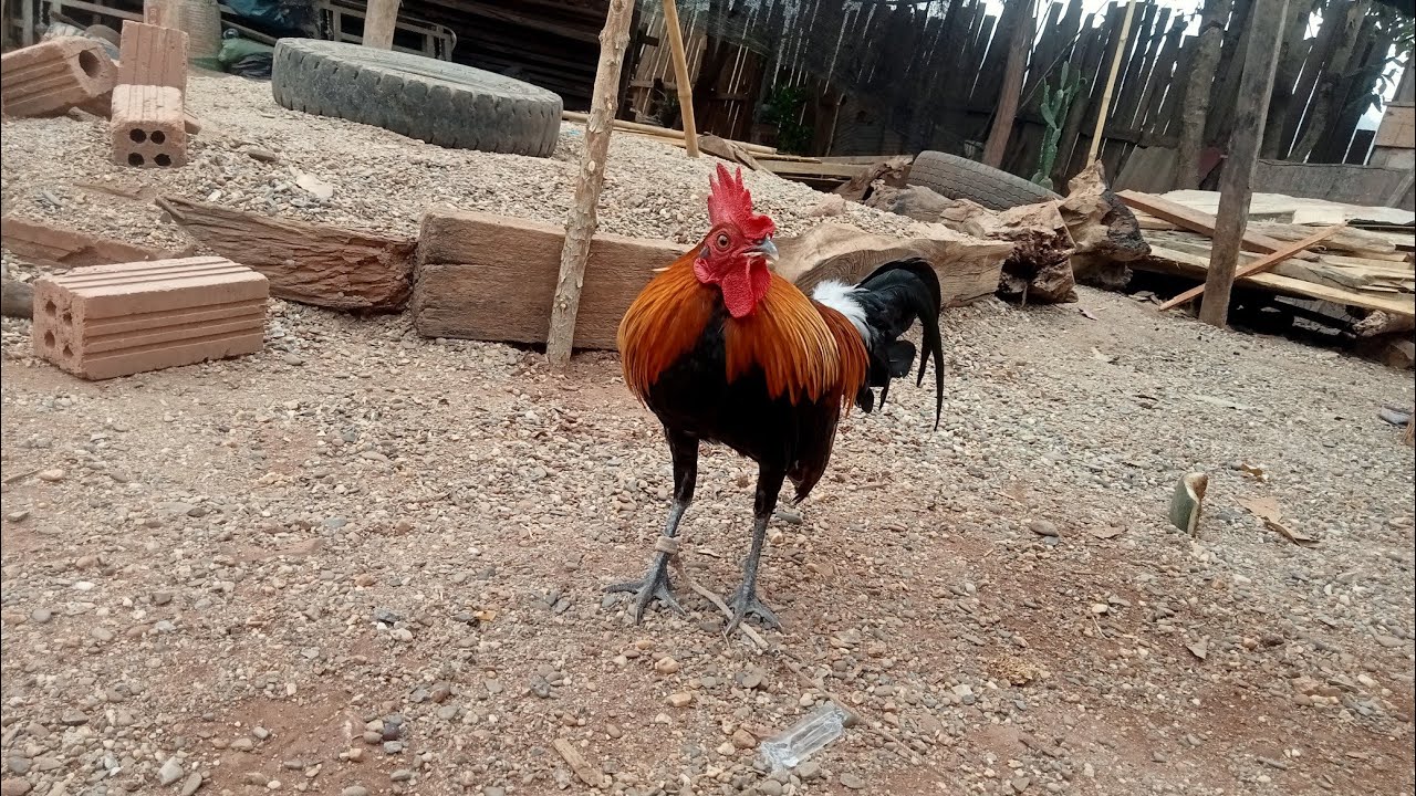 F4 noob qaib do dab g dog dig kiag - YouTube