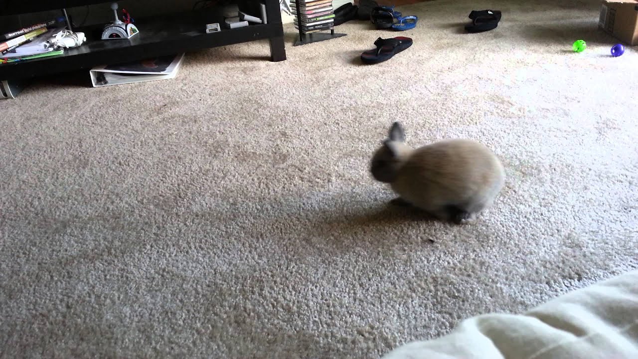 Hyper rabbit - YouTube