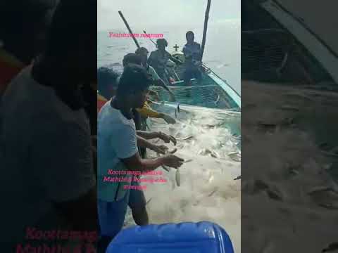 வலைத்து பிடித்த காணங்கத்தை மீன்கள் 🐟🐟🐟🐟#catchingfish - YouTube