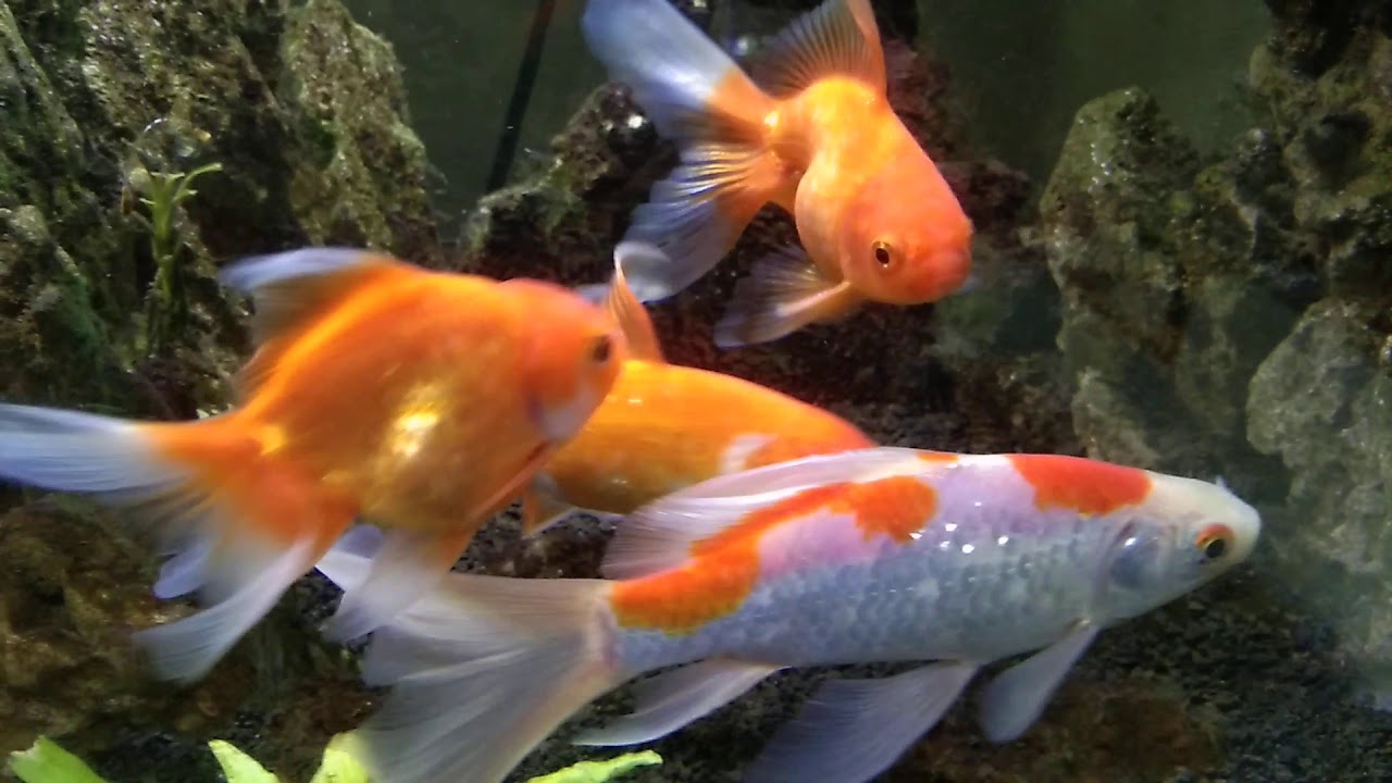 Mini tank gold fish #maskoki #komet #aquascape #aquarium - YouTube