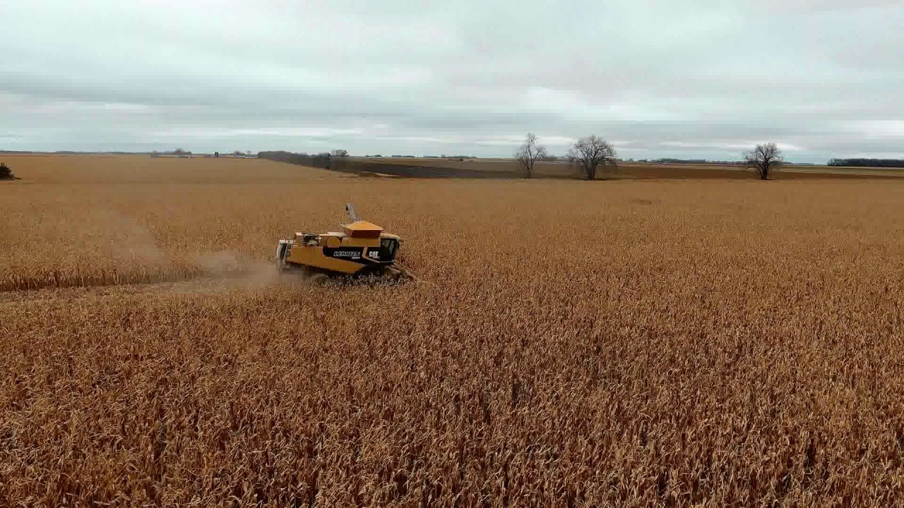 Sip Farms Corn Harvest - YouTube