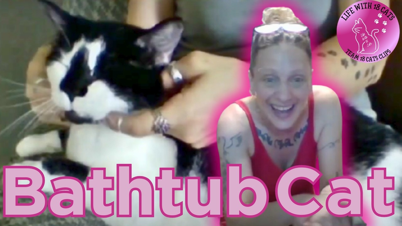 Cat Bath Time | Team 18 Cats Clips| Life With 18 Cats - YouTube