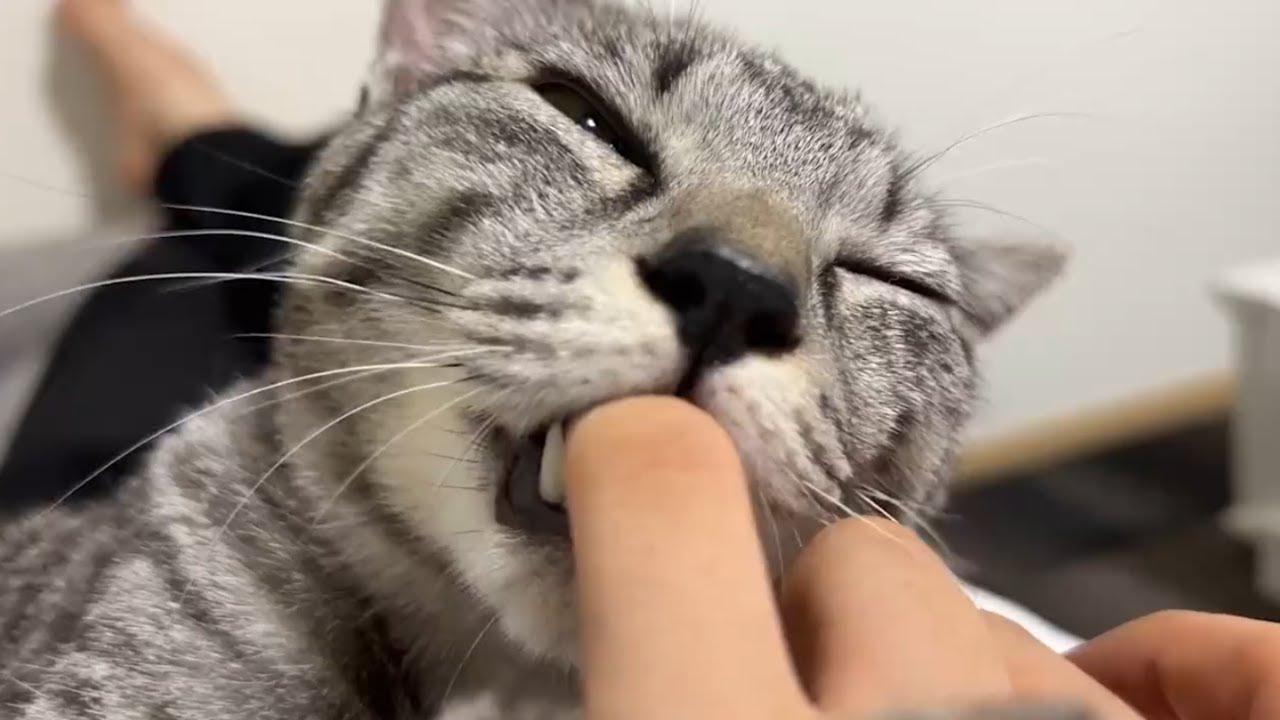 Kelakuan Absurd Kucing! Kumpulan Video Lucu Kucing ^-^ - YouTube