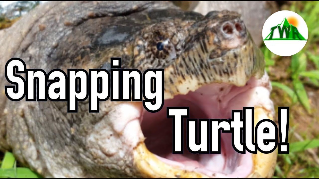 The Snapping Turtle: Catching a Living Dinosaur - YouTube
