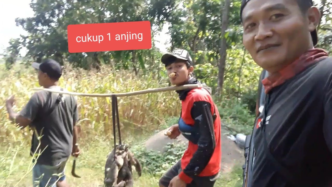Warga Pada Melongok😱😱Melihat Predator(biawak) Dipikul#24 - YouTube