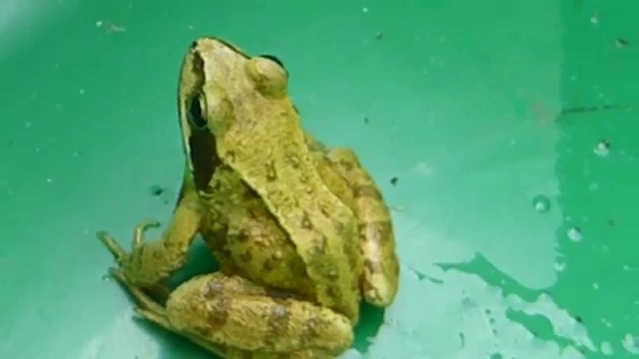 European Common Frog - Rana temporaria - Amphibian - Erkifroskur ...