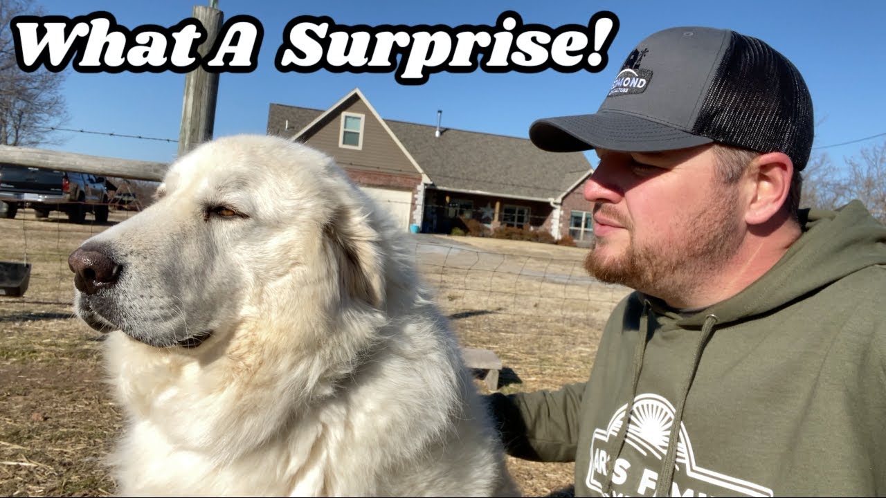 Our Giant Guard Dog Never Expected This To Happen - YouTube