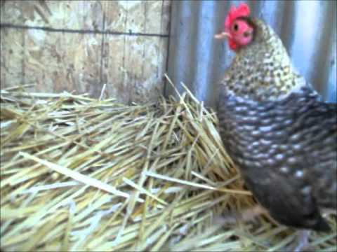 Crele Old English Game Bantams - YouTube