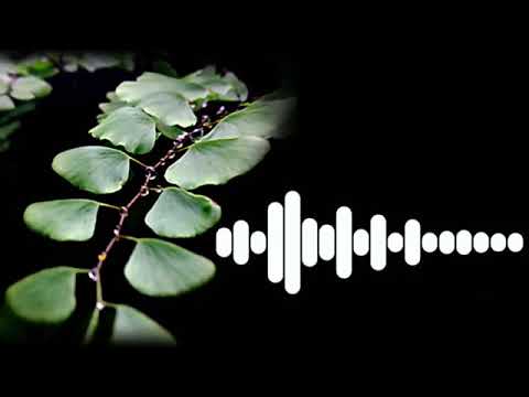 gitar tone watsapp status#watsappstatus #status