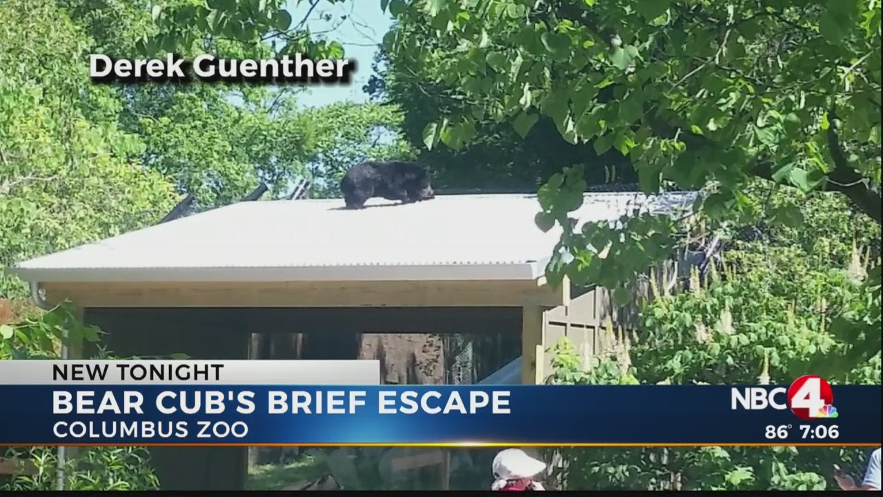 Bear escape at Columbus Zoo - YouTube