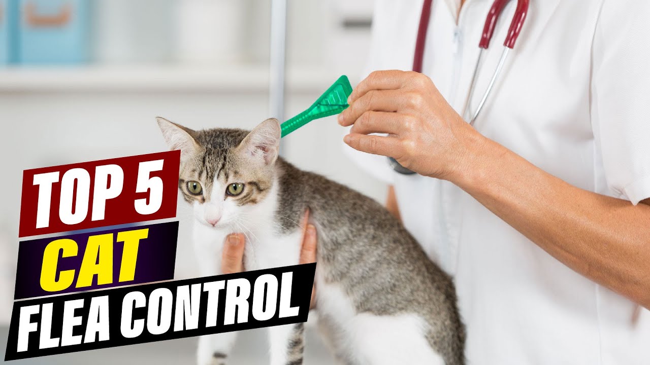 Affordable Cat Flea Control: Budget-Friendly Options - YouTube