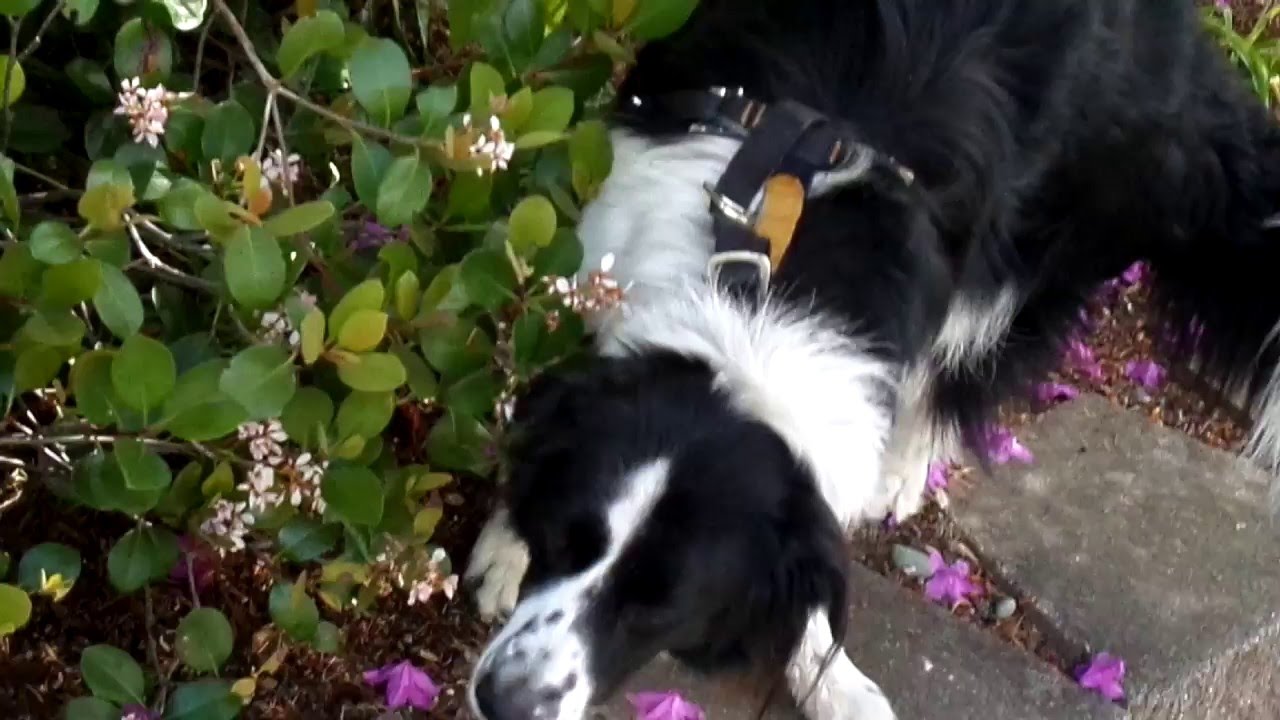 Pies walks, sniffing, peeing, and looking back. Then we cross the ...
