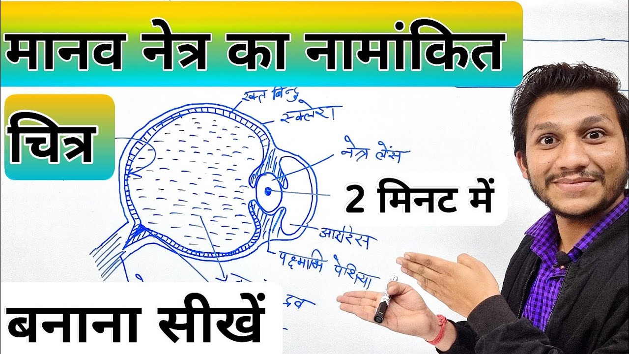 मानव नेत्र का नामांकित चित्र बनाना सीखें | Step by Step Human Eye ...