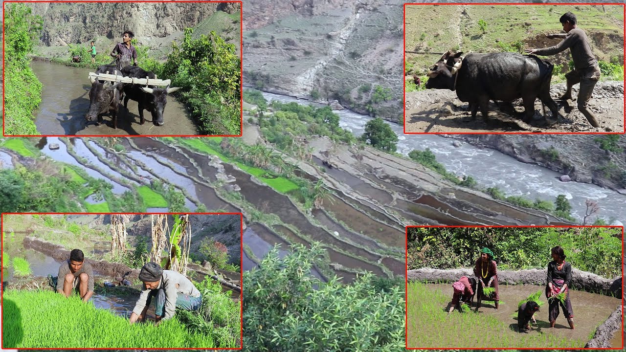 Paddy rice farming in Rural Karnali Nepal - YouTube