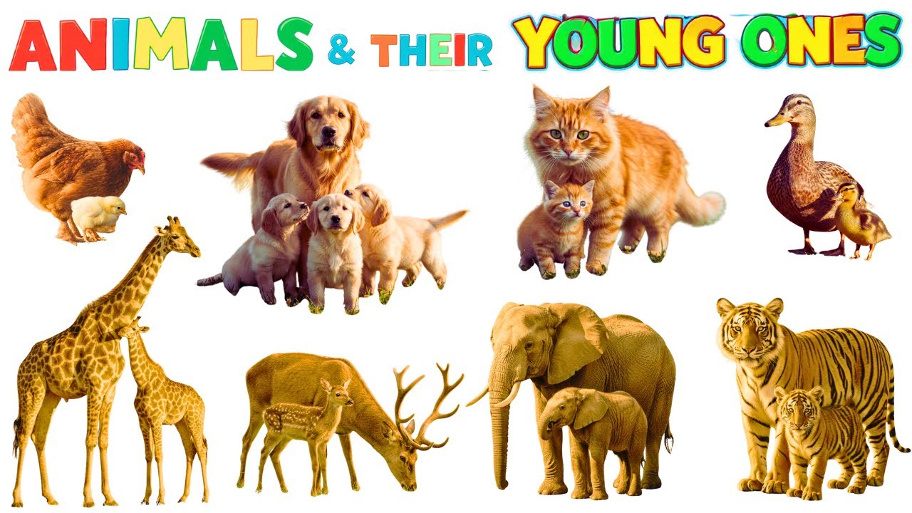 Animals and Their Young Ones for Kids | Learn Baby Animals in English ...