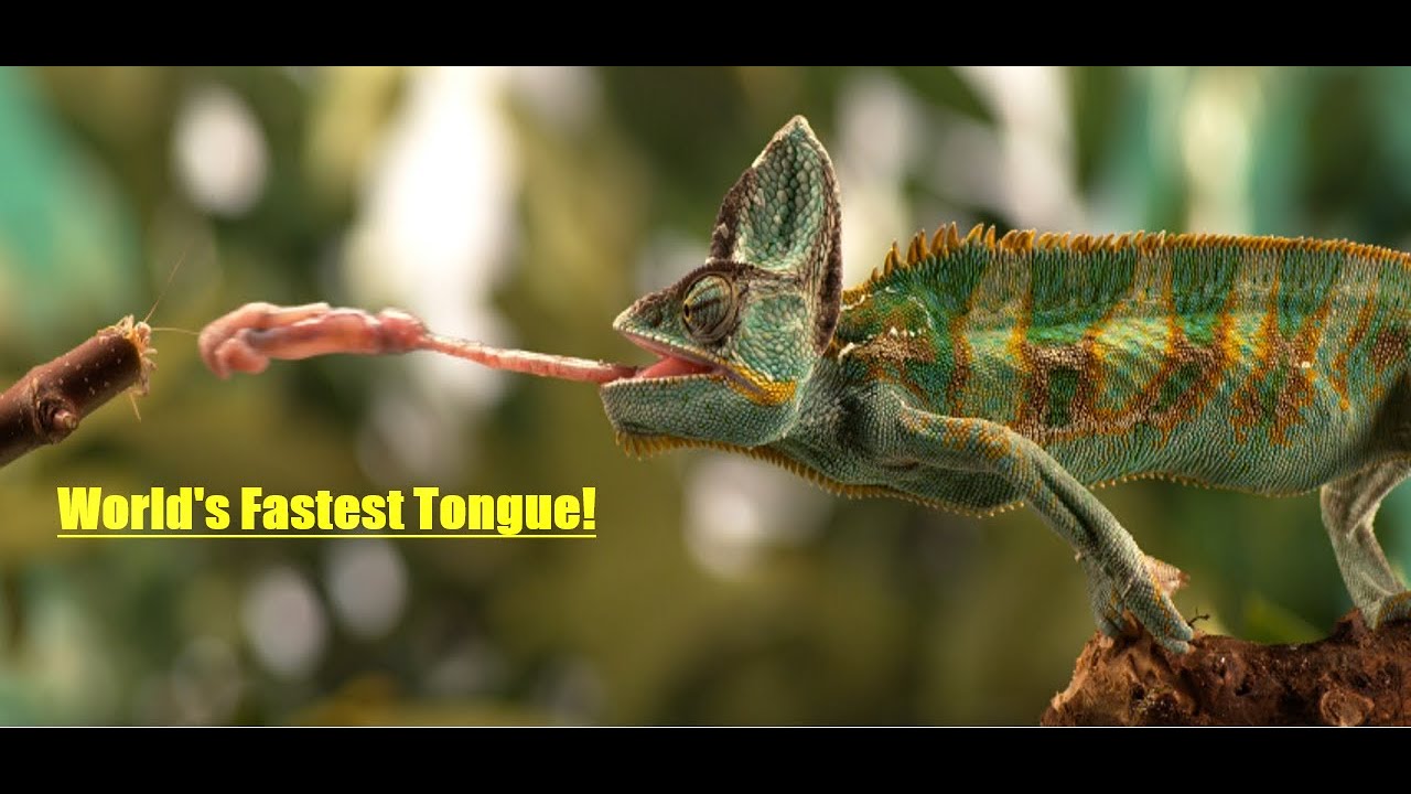 Watch Nature’s Fastest Tongue in Action! 🦎 - YouTube