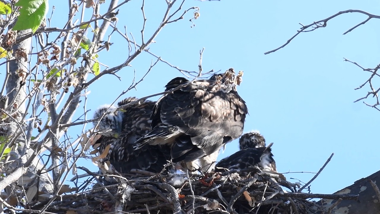 Red-Tailed Hawks- Nestling eating a rabbit leg 05May2020 - YouTube