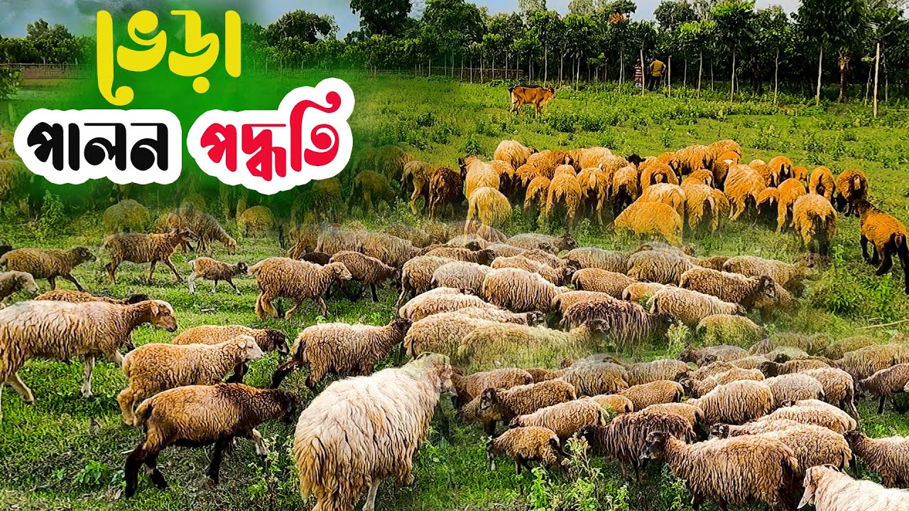 আধুনিক পরিবেশে ভেড়া পালন পদ্ধতি | Sheep Farming In Bangladesh | ক্ষেত ...
