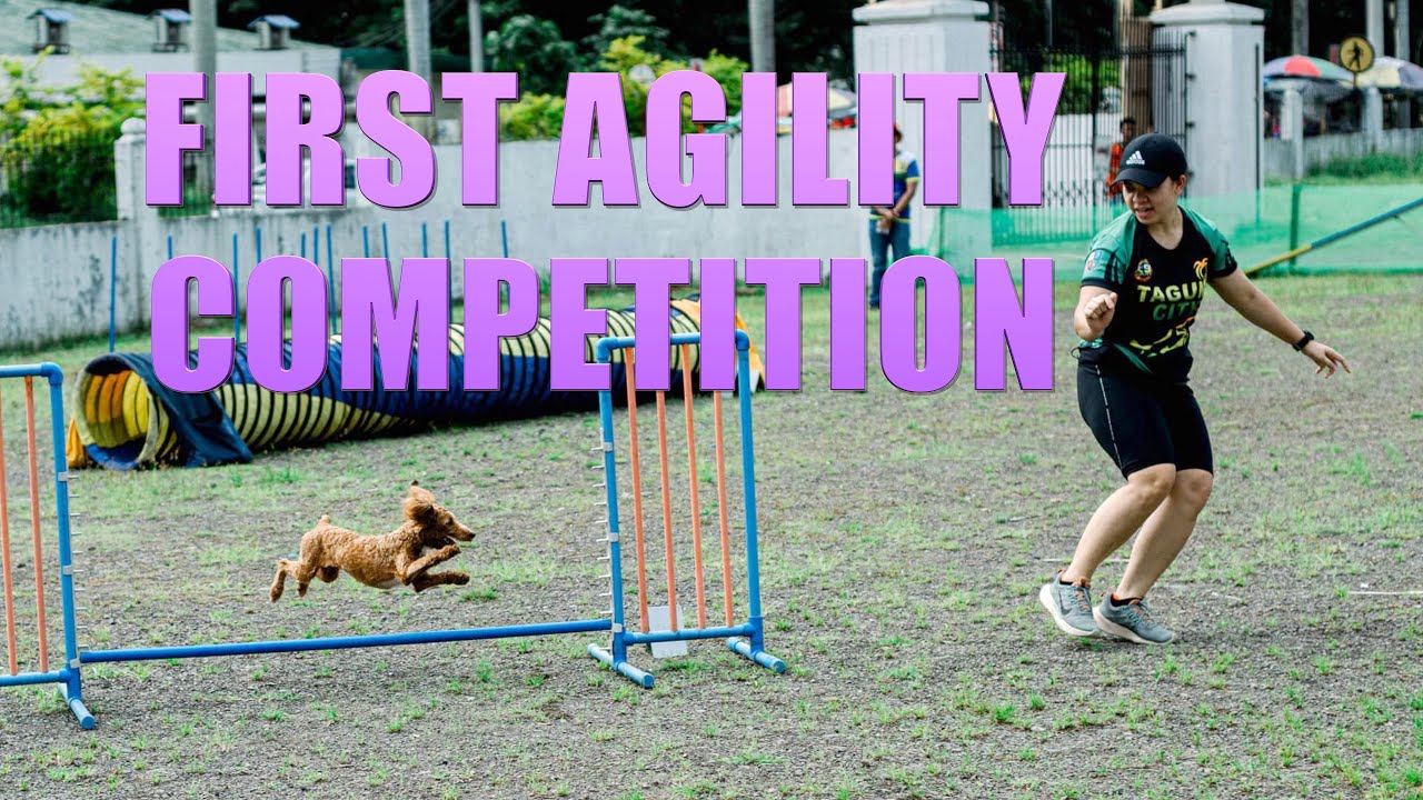 Poodle puppy's first agility competition - YouTube