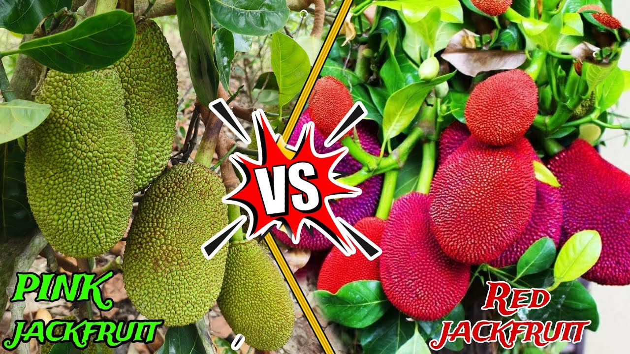 Red jackfruit and Vietnam super early jackfruit farming full ...