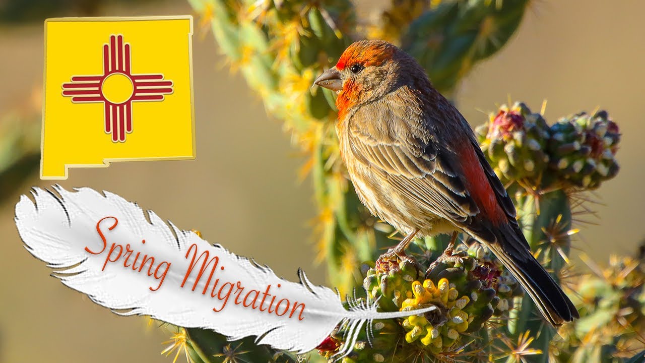 Spring Migration Bird Photography! - YouTube