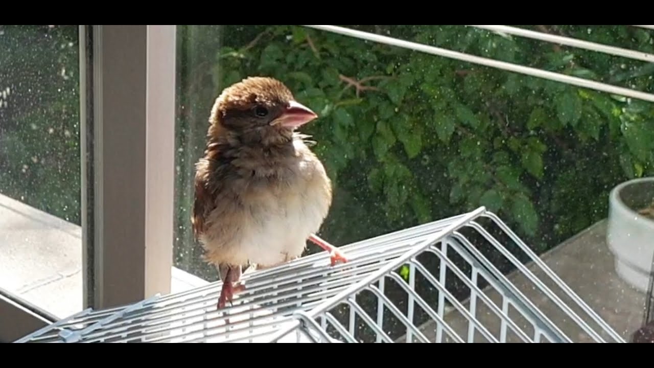 Robin el gorrión....Cómo criamos a Robin, tercera semana, muchos ...