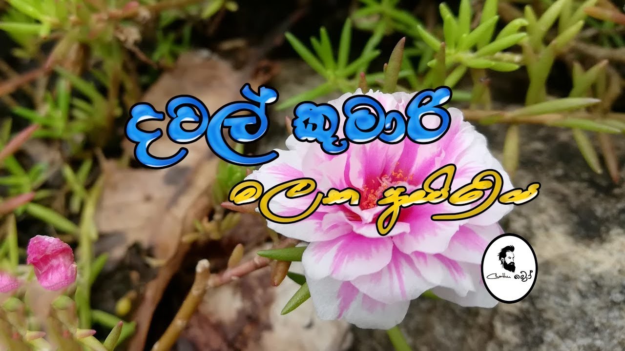 දැකලා තියෙනවද මලක් පිපෙනවා.දවල් කුමාරි මල dawal kumari flower - YouTube
