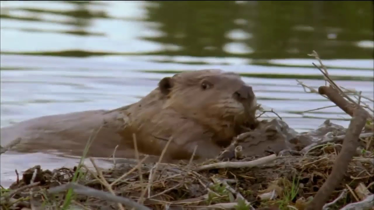 Wisdom ~ Nibwaakaawin ~ Beaver - YouTube