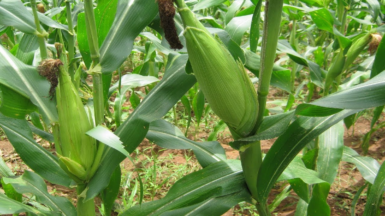 maize-business-how-to-cultivate-maize-in-nigeria-and-make-money