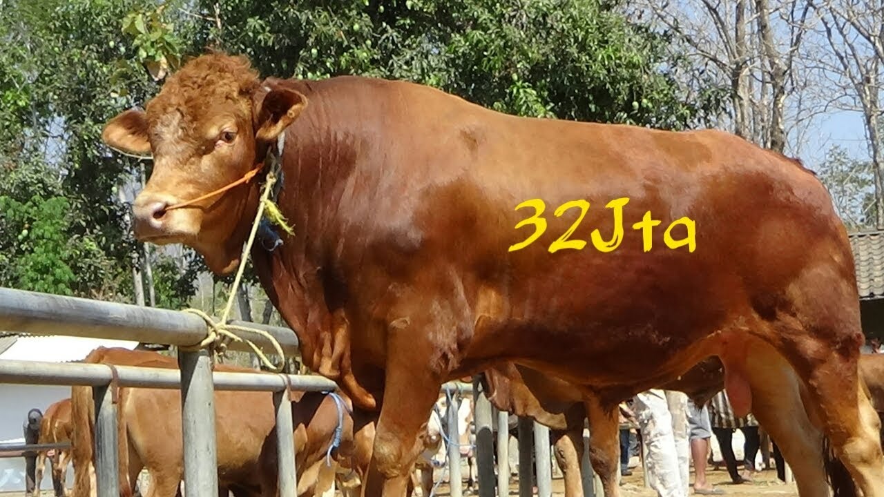 🔵 32 JUTA || CEK HARGA SAPI LIMOUSIN SUPERR UMUR 2Thun DI PASAR SAPI ...
