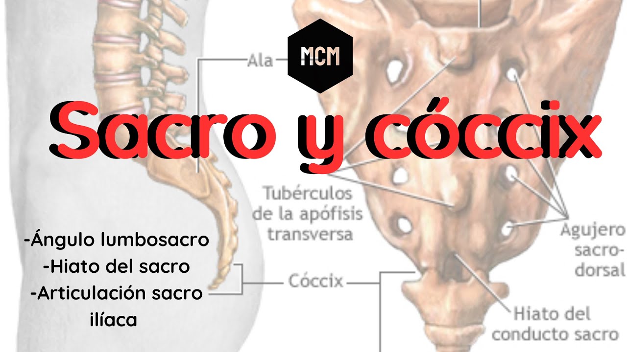 Anatomía del sacro y cóccix | Medicina con Moore - YouTube