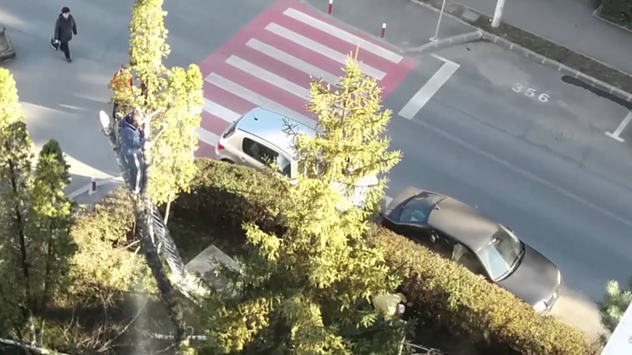 Man hit by a branch - YouTube