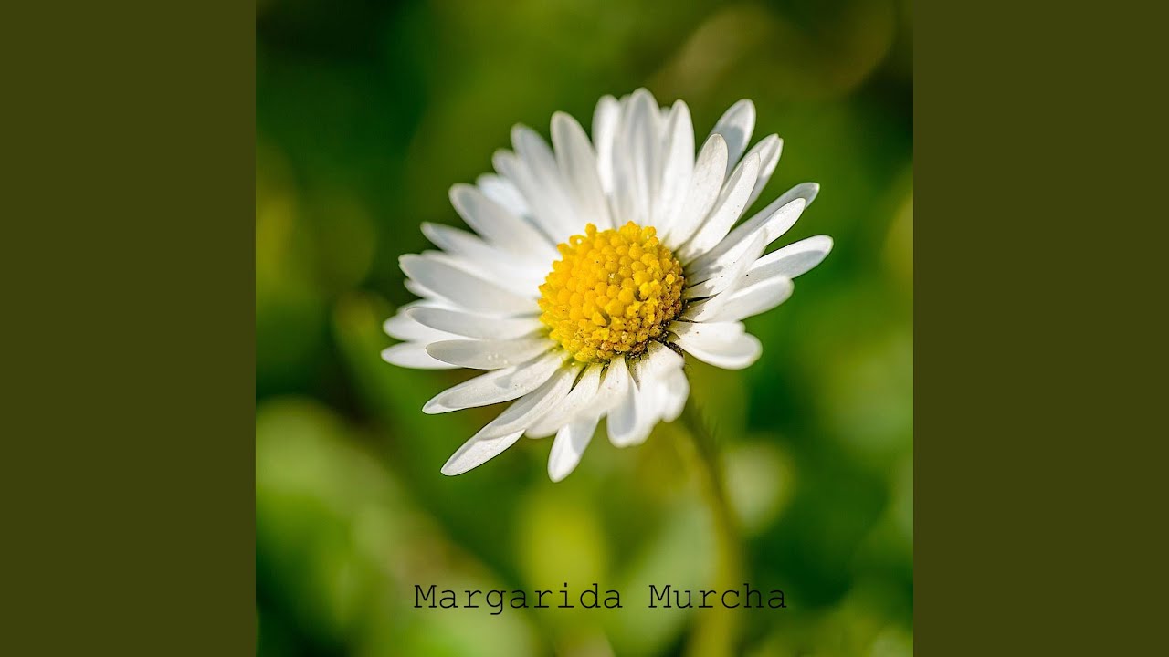 Margarida Murcha - YouTube