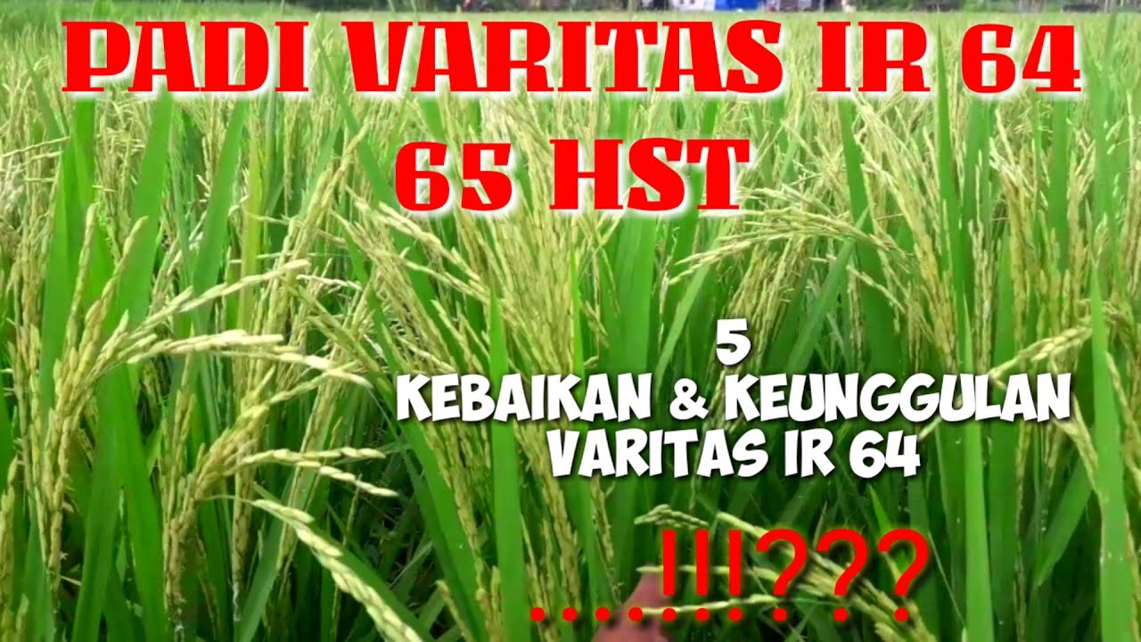 PADI TAHAN REBAH HASIL MELIMPAH_5 KEUNGGULAN PADI IR 64 - YouTube