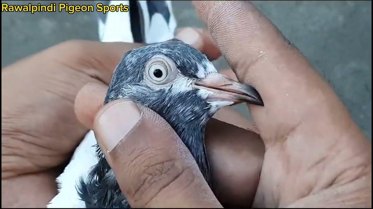 2 Tadi Madiya For Sale Jisey Samaj Ay Rabta Karey Rawalpindi Pigeon Sports 2023 - YouTube