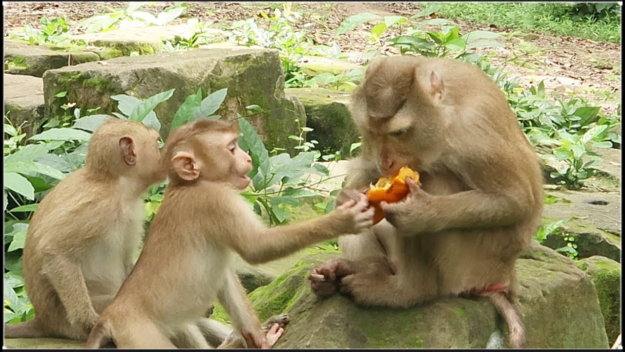 Monkey Leo request fruit from Libby but She teaching Patience of baby ...