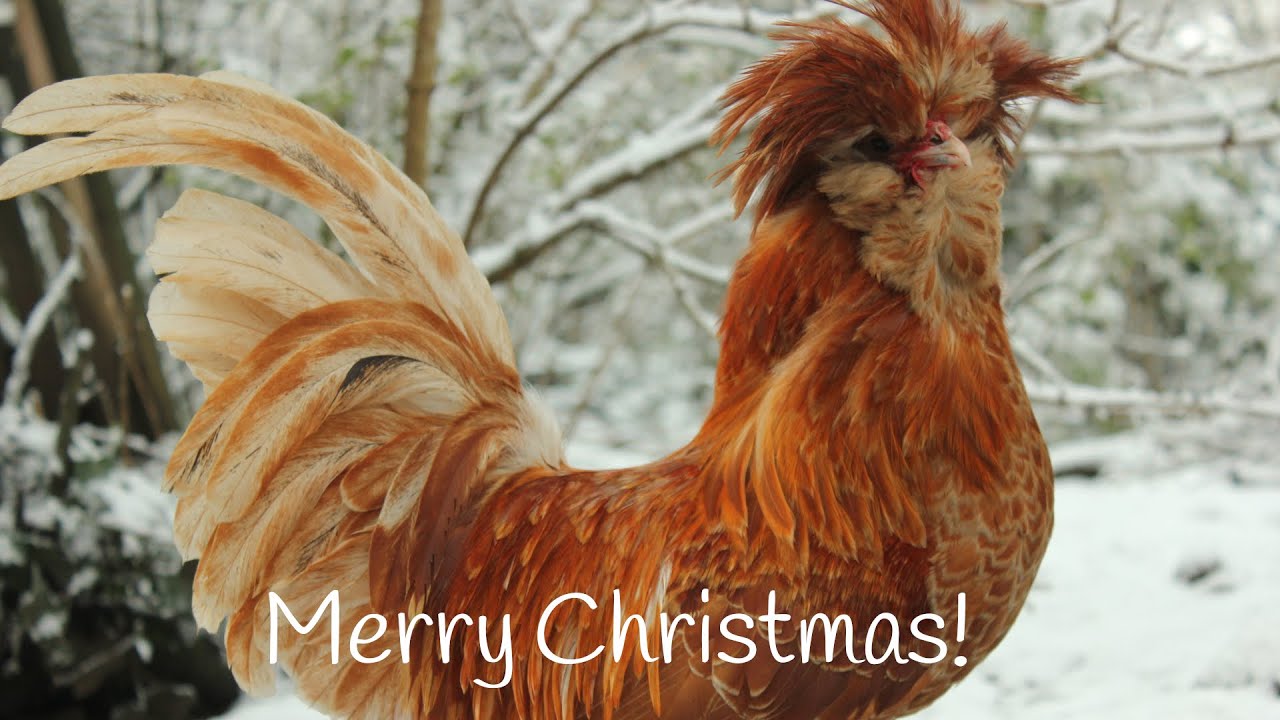 The 12 Days of Christmas Chickens Song ¡Feliz Navidad! Joyeux Noel ...